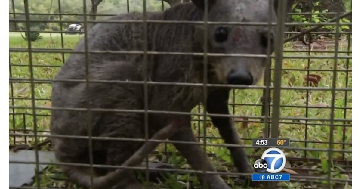 Texas hunter captures live chupacabra (VIDEO)