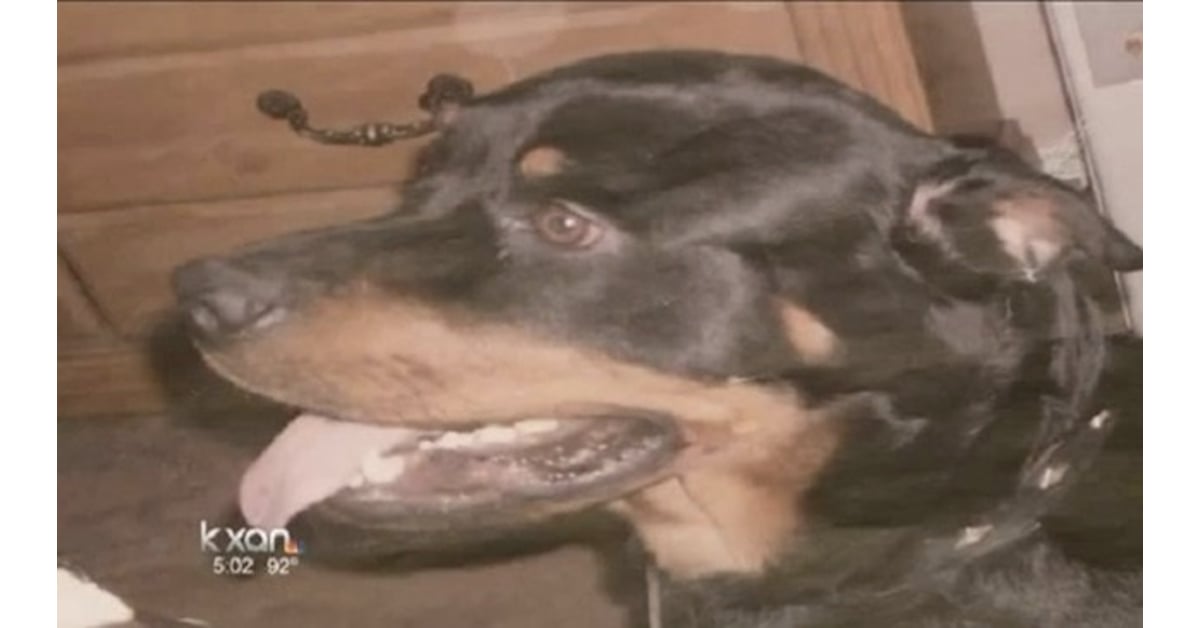 Texas police fatally shoot Rottweiler while investigating burglar alarm ...
